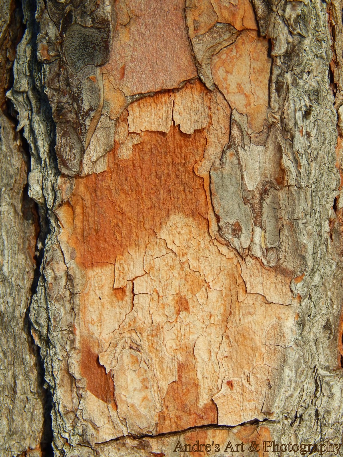 Through The Camera's Eyes: Andre's Photography Blog: Bark Of The Oak Tree