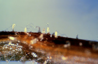 Variety of Life: Laboulbeniomycetes