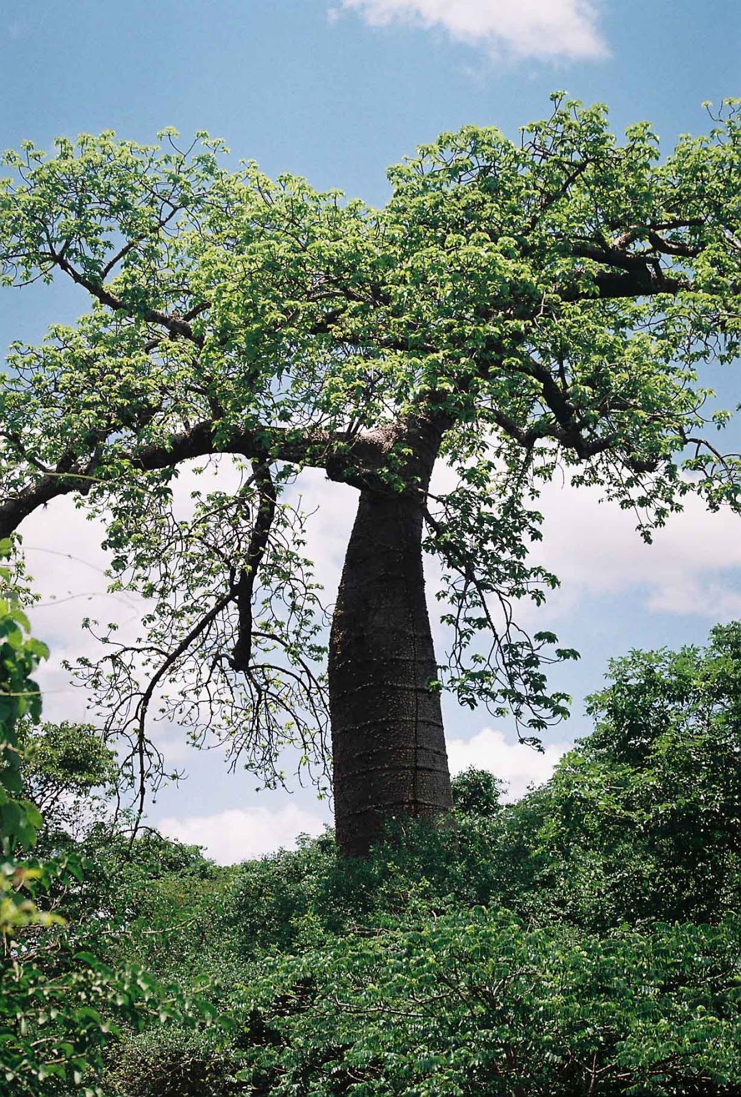 Paineira ou Barriguda (Chorisia crispiflora)