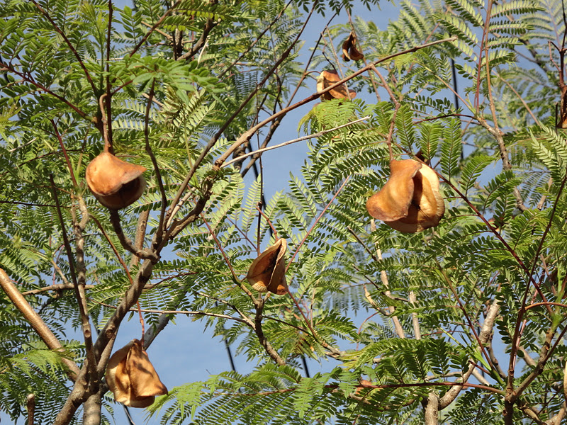 Jacaranda season in Adelaide