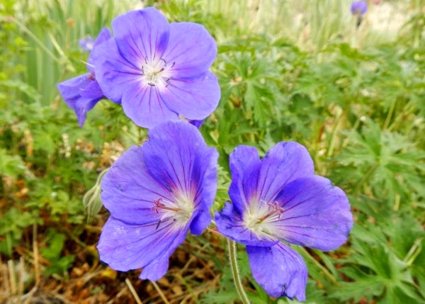 Nature Abhors a Garden: Johnson’s Blue Geranium