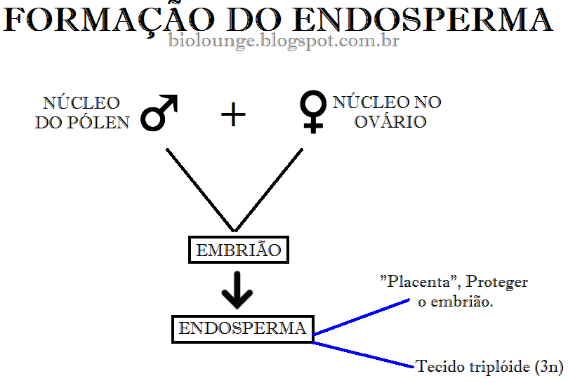 Bio Lounge: ANGIOSPERMAS - resumão geral