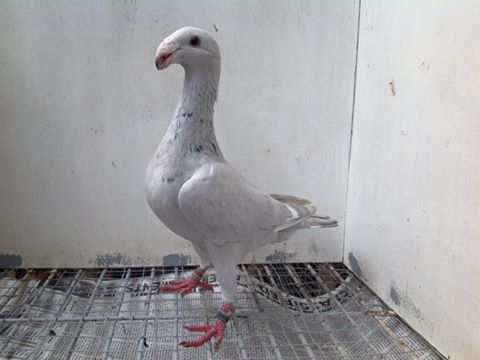 World of Pigeons and Doves: German Beauty Homer