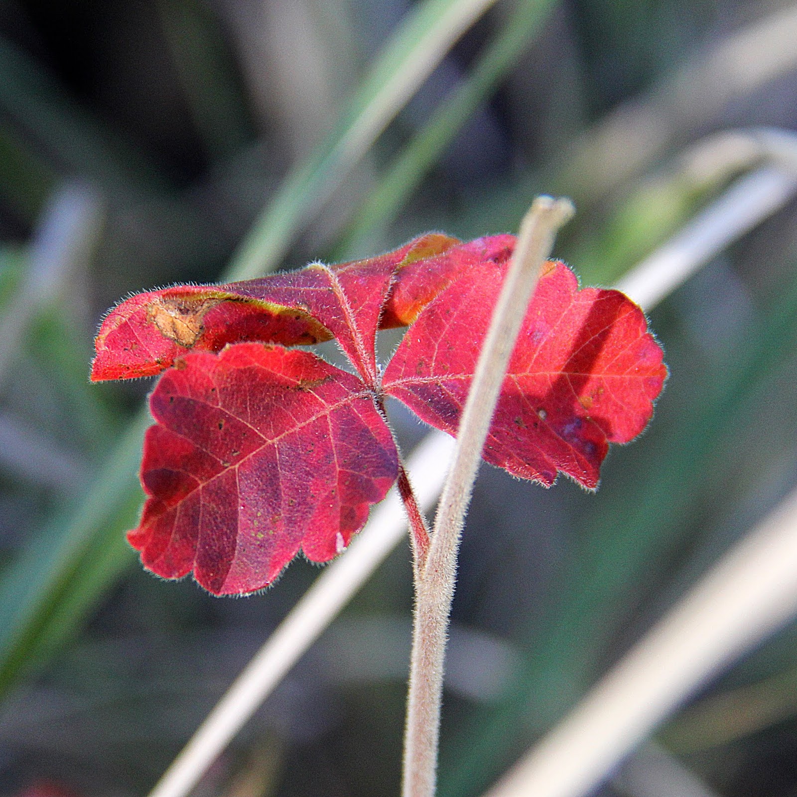 Simplicity Itself Photography: Autumn Leaves In Prescott