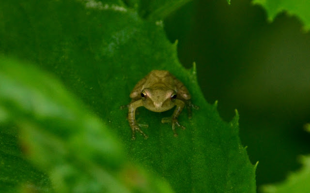 Woods Walks and Wildlife: 2017