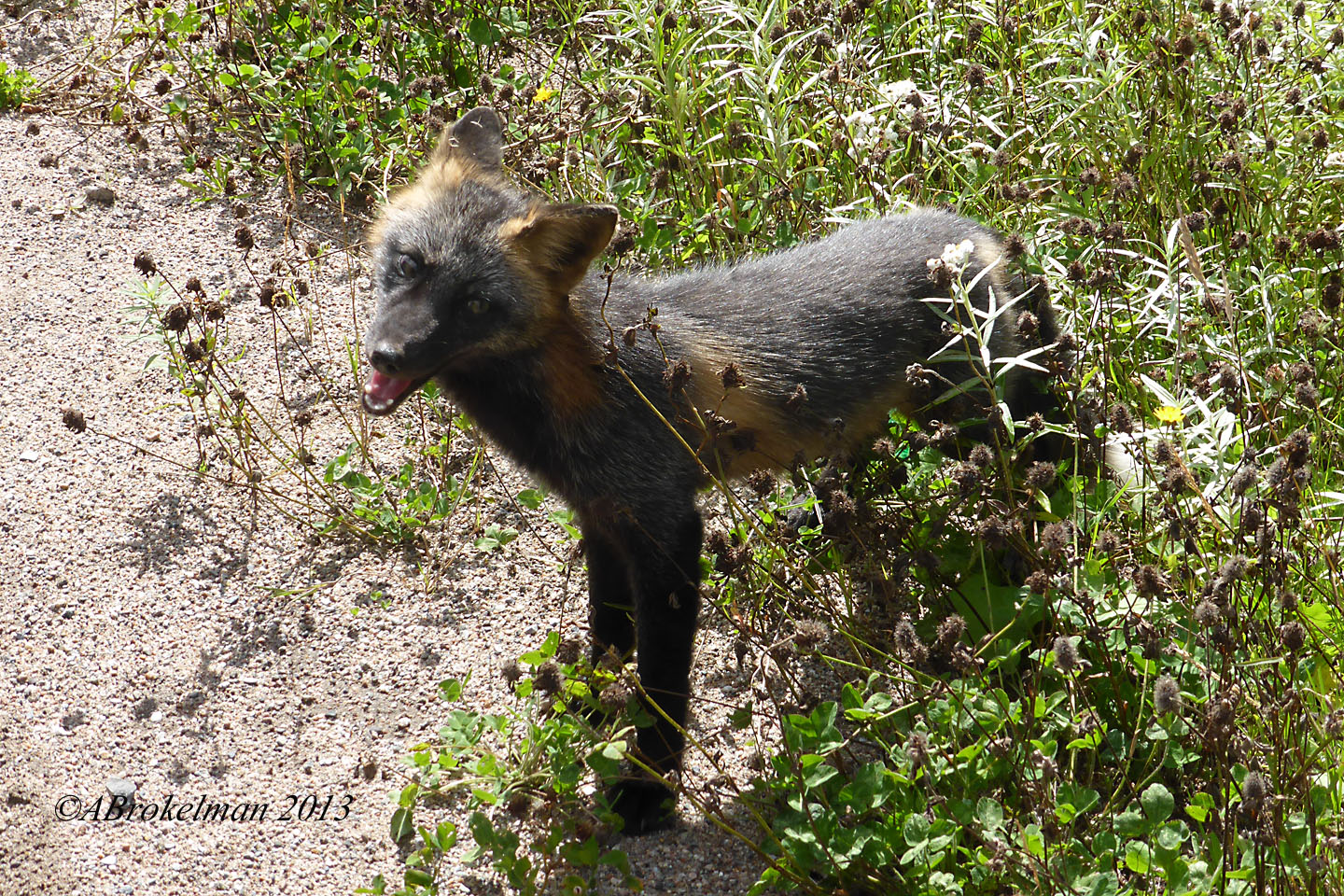 Ann Brokelman Photography: Cross Fox, Norris Point, Newfoundland Sept 2013