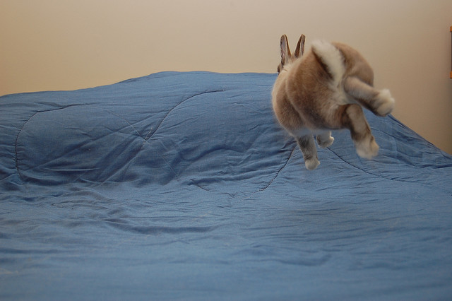 Just Another Static Heart: Bunny Language: Binkies