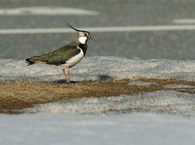 Birdlife Norge Øvre Eiker og omegn lokallag`s blogg: desember 2011