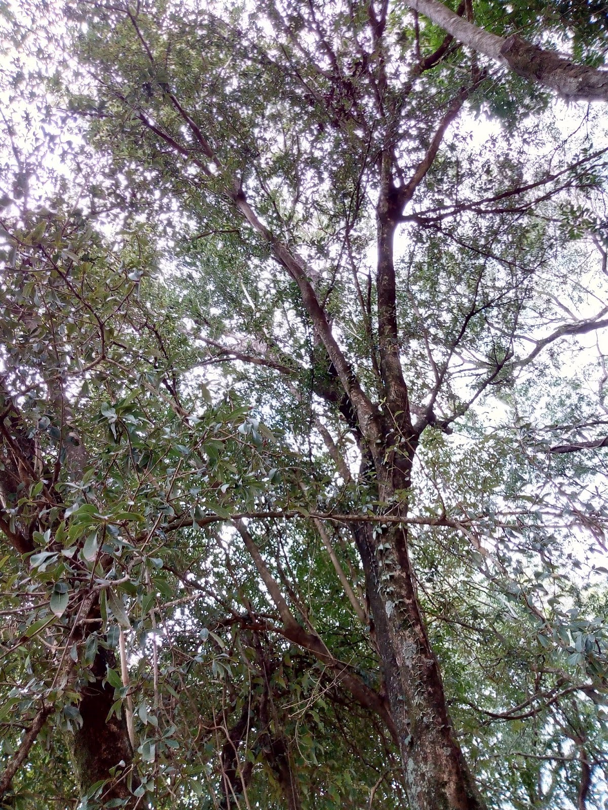 Guayubira (Cordia Americana)