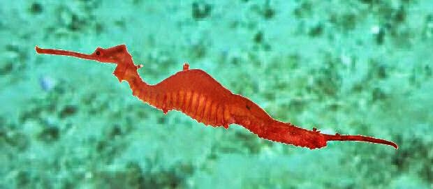 Red Sea Dragon