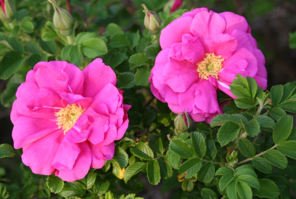 Garden Musings: David Thompson Lives (For Now)