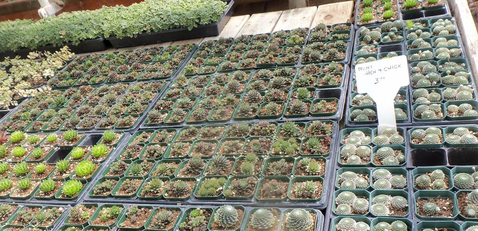 A Primitive Plot: Succulents at Graye's Greenhouse