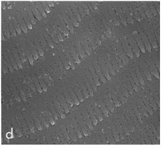 Life is short, but snakes are long: Dwarf pipesnakes