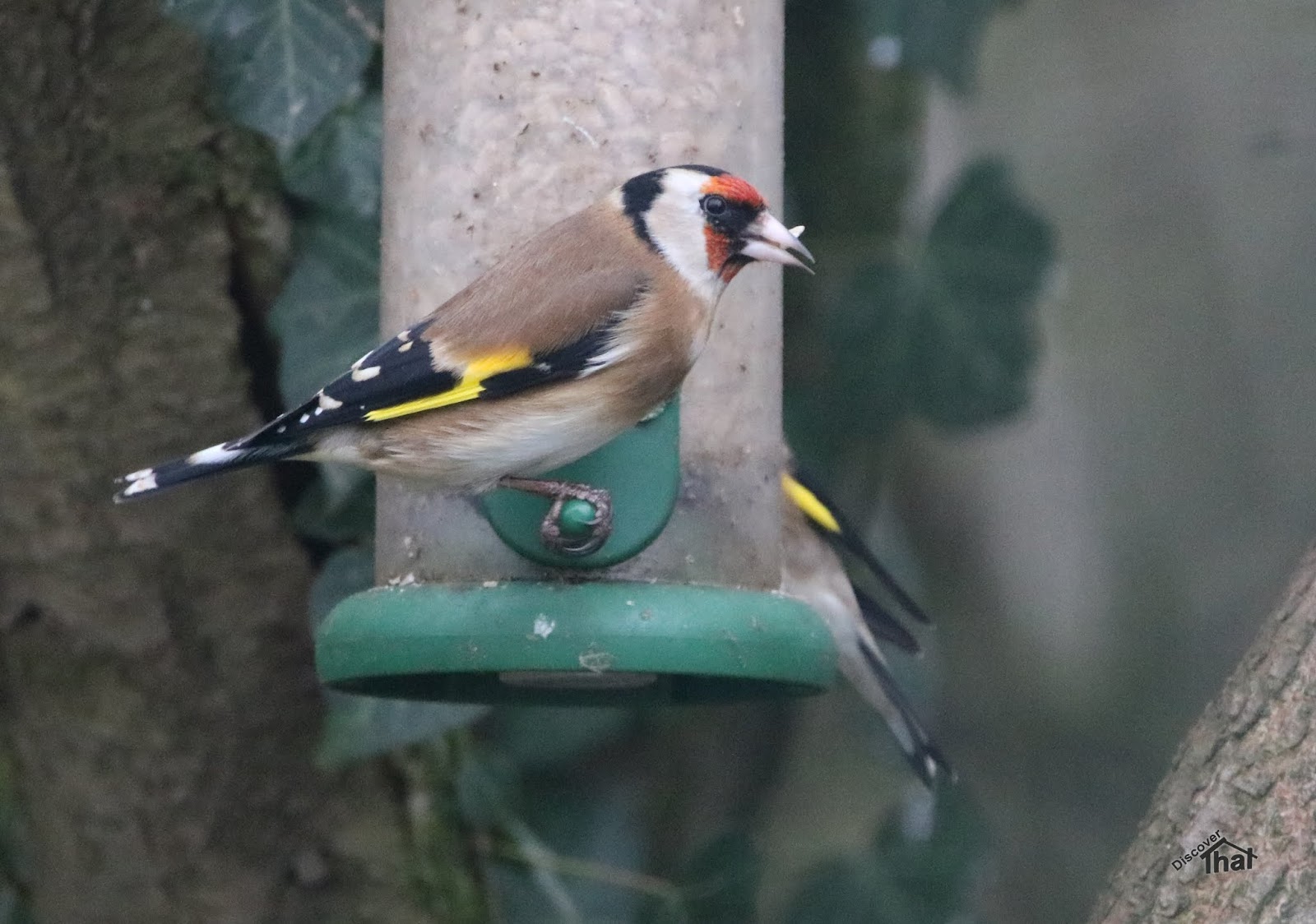 DiscoverThat - Journal: The Big Garden Birdwatch