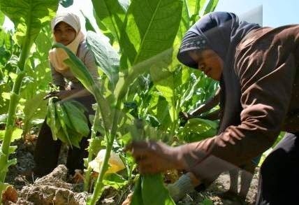 INFO TENTANG TANAMAN TEMBAKAU | Tips Petani