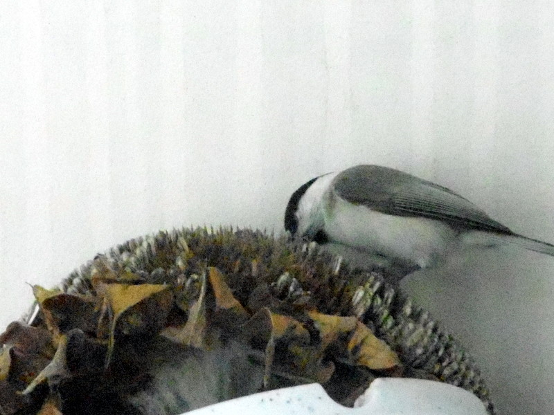 Hokkaido Kudasai: Japanese Chickadee and Pink Rose Ornament