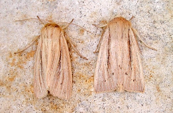 Moth Identification: Southern Wainscot