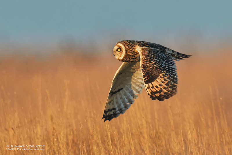 Wildlife Photographic Journals: Late Season Owls