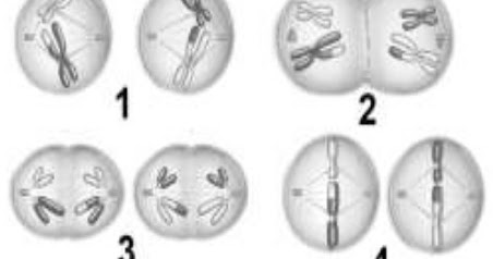 Perhatikan gambar reproduksi sel berikut! Tahap profase II, metafase II ...
