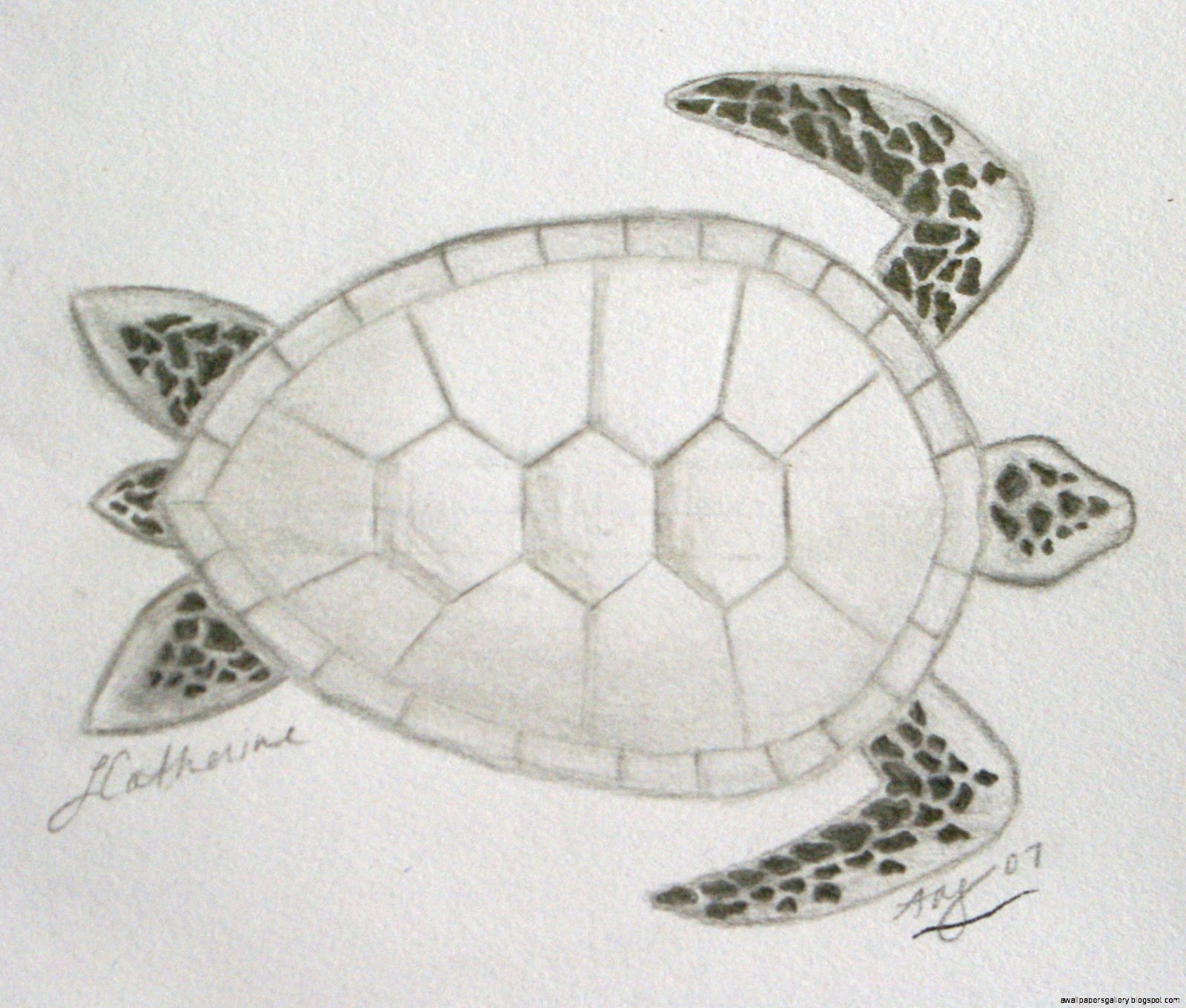 Turtle Pencil Drawing | Wallpapers Gallery