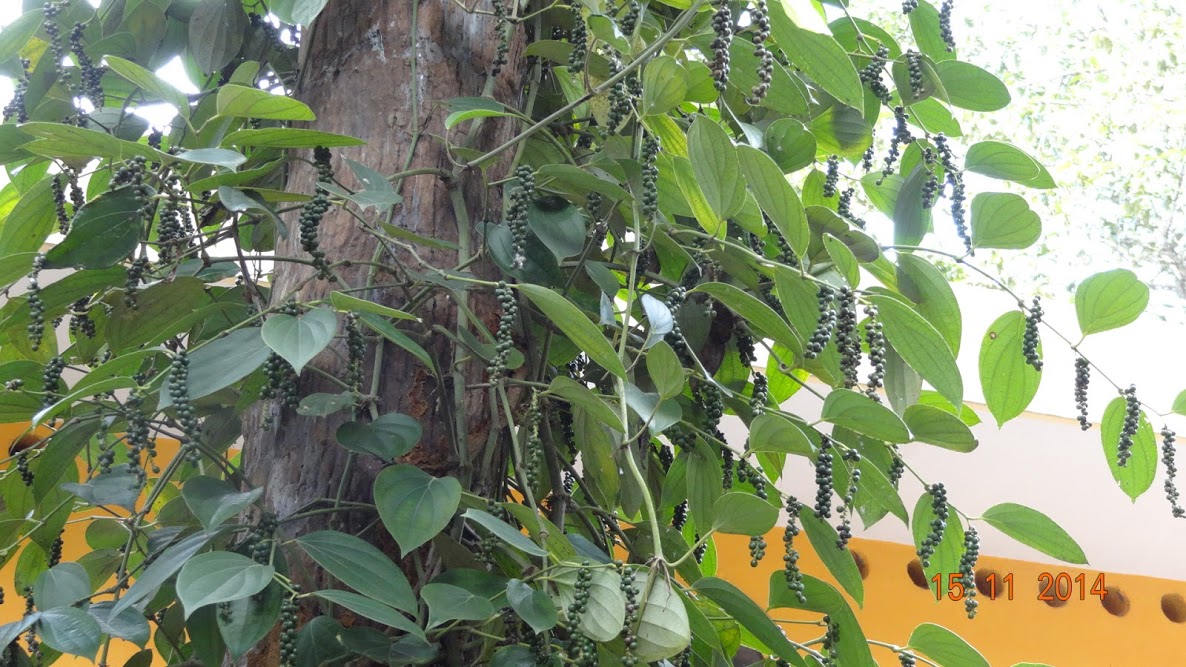 Florakerala: Black Pepper (Kurumulak)
