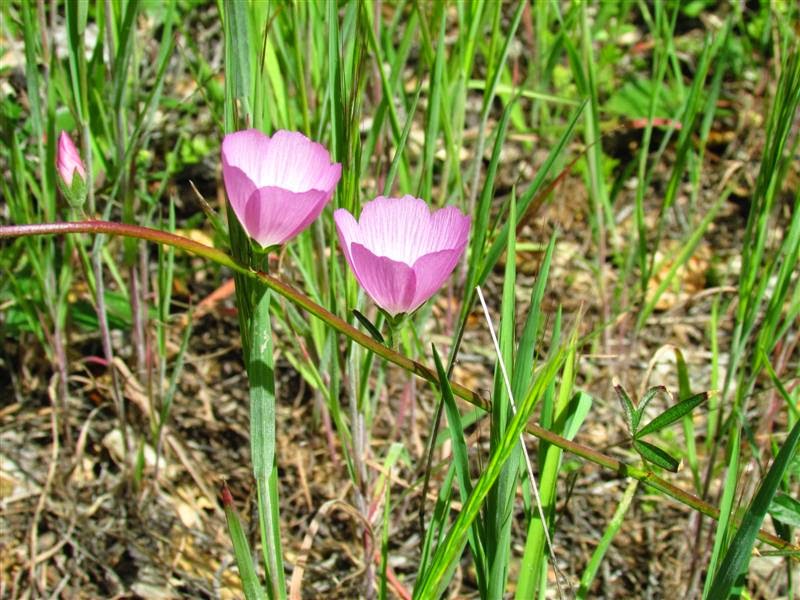 The Santa Rosa Plateau... - HAERR TRIPPIN'