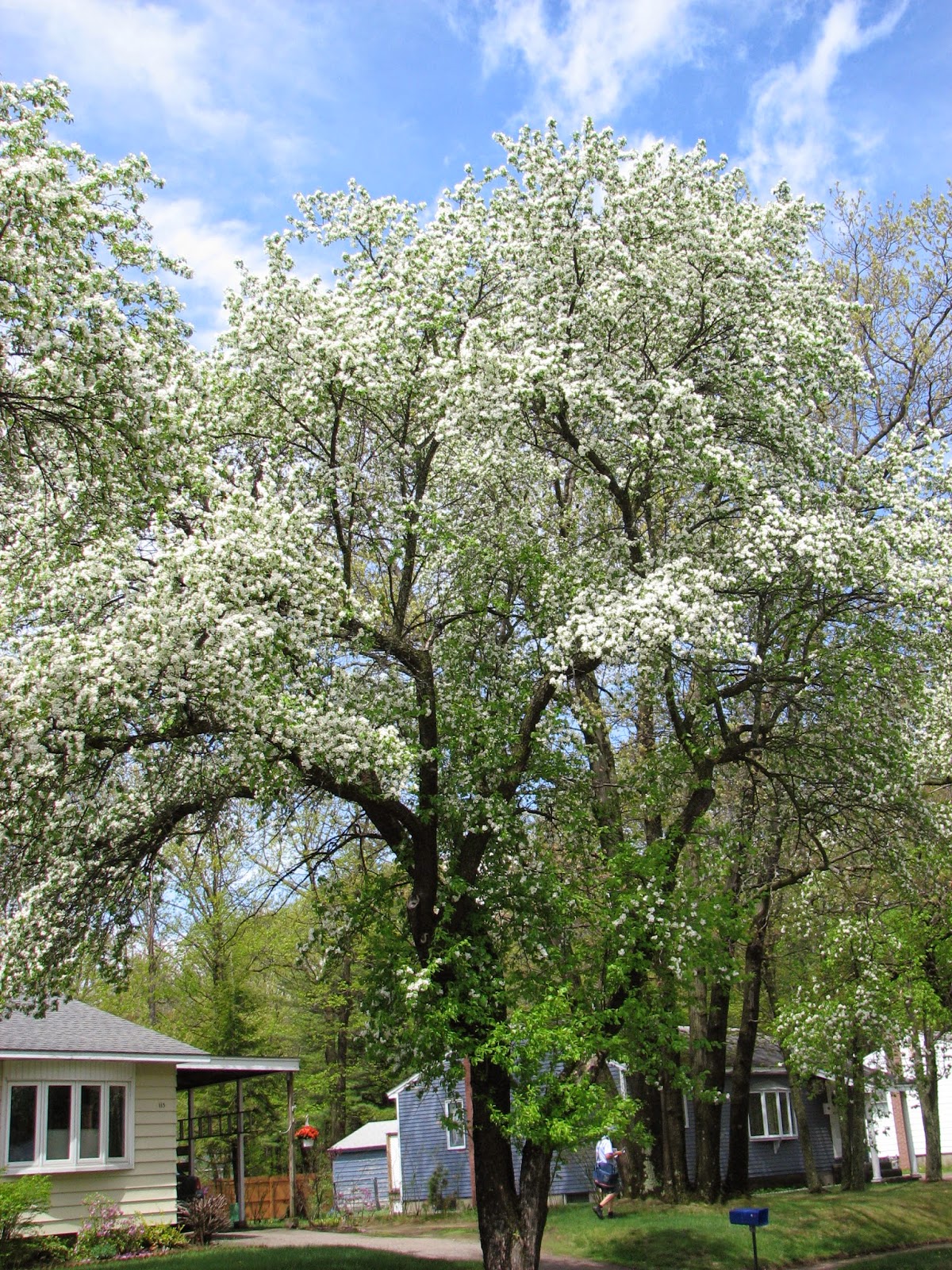 South Burlington, VT. photos Flowering Crab-apple Trees. | Litter with ...