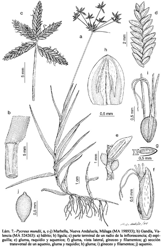 PLANT FAMILIES OF PUERTO RICO AND FLORIDA PAPO VIVES: CYPERACEAS ANATOMÍA