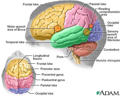Brain Jack Image: Brain Divisions