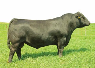 The GENEX Blog: Angus EPD Highlights