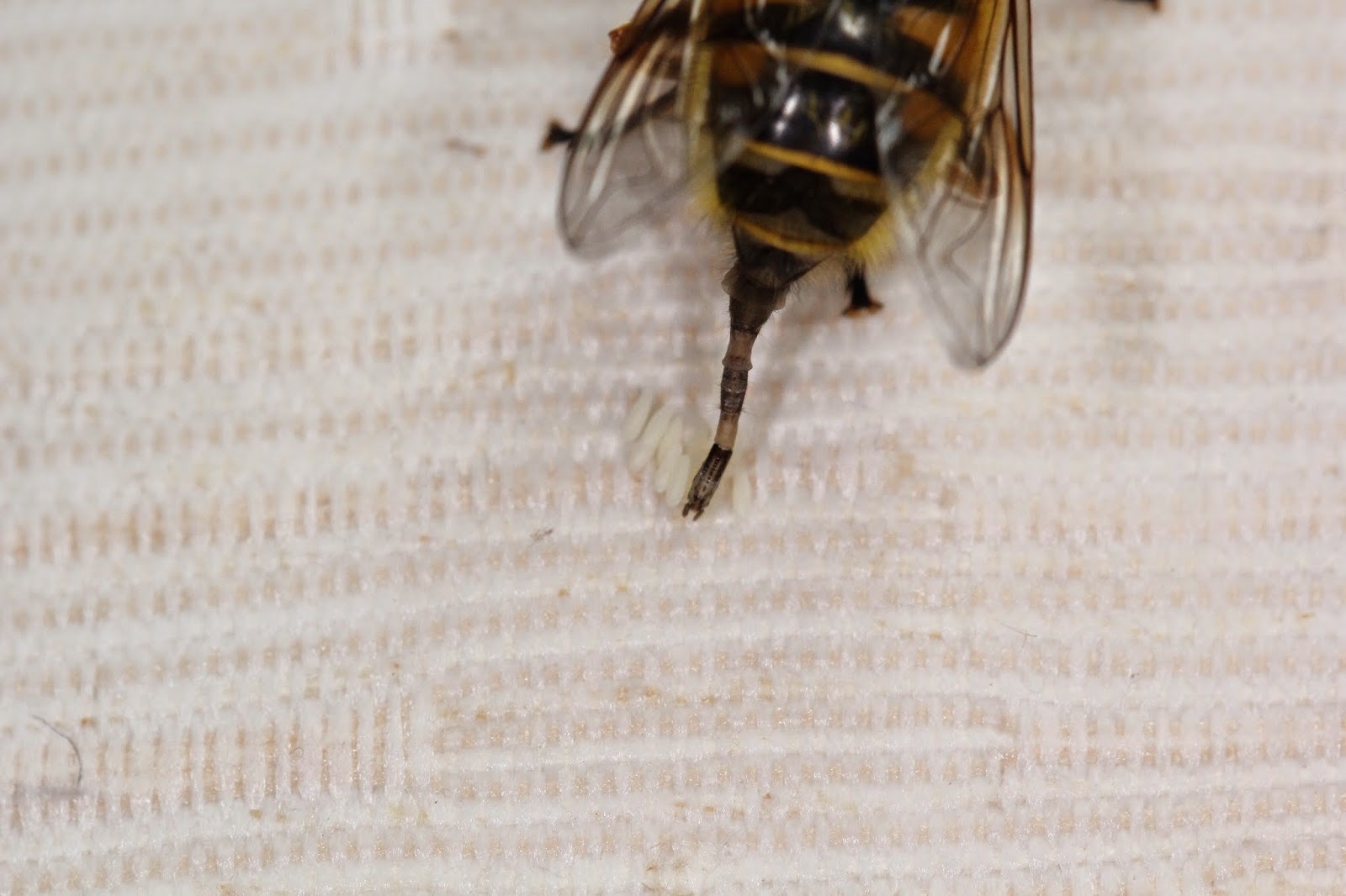 South Wales Birding.: False bee fly