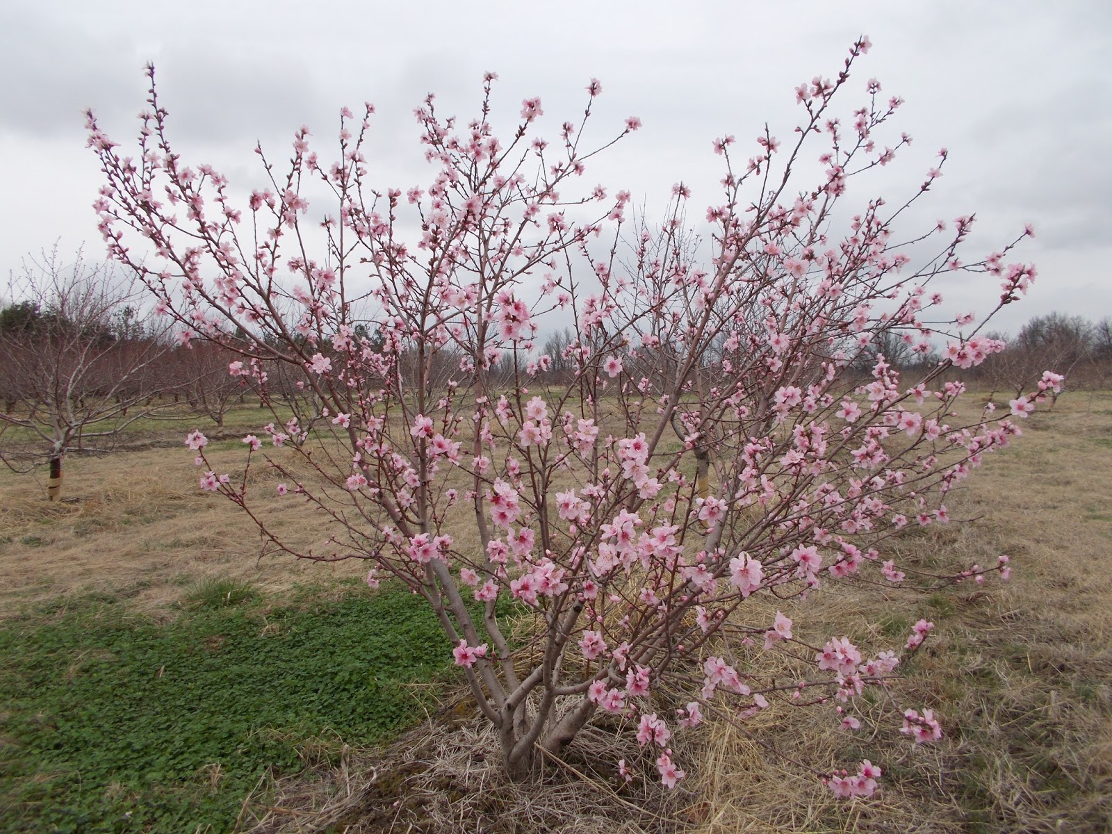 Brenda's Berries & Orchards: March 2016