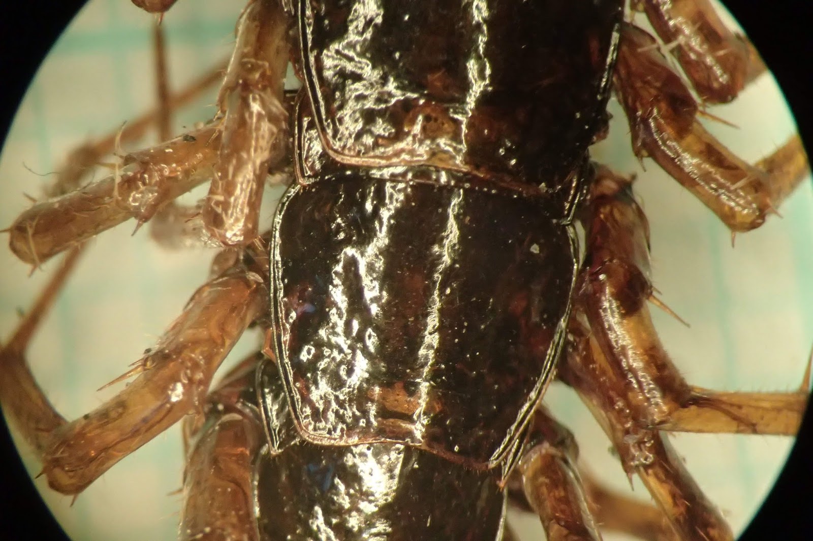 The Lyons Share: The Human and the Centipede