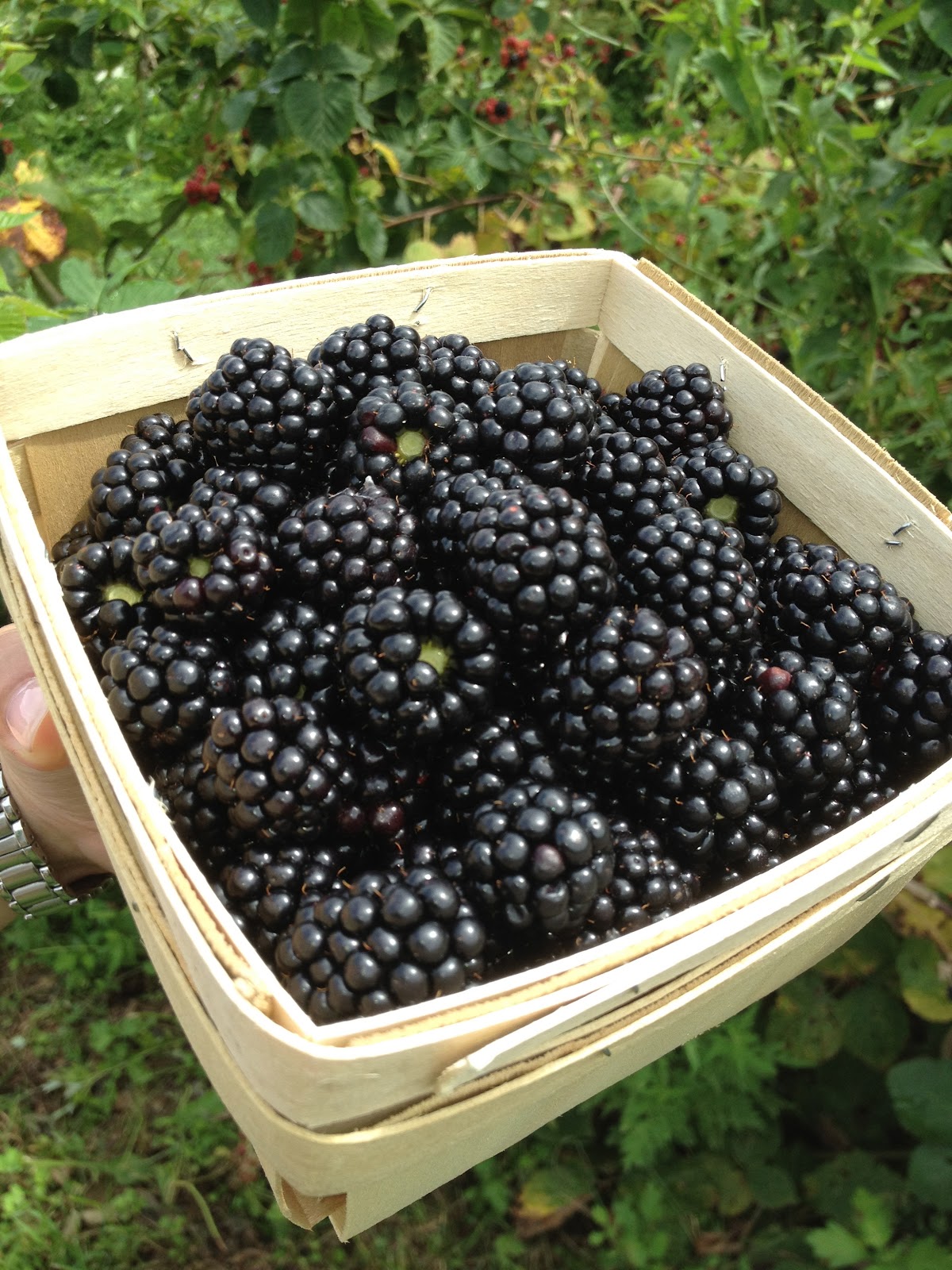 Culinary Types: The Berry Field in Basic Black and a Blackberry Focaccia