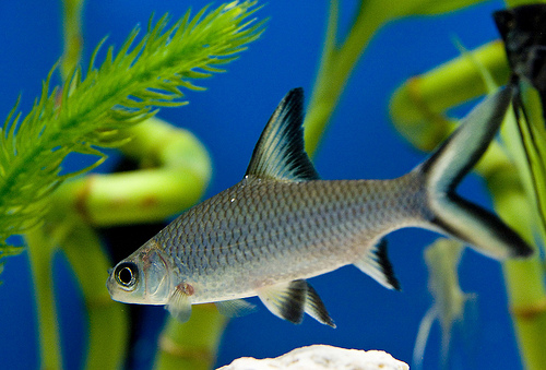 Nature Lover: Silver Shark