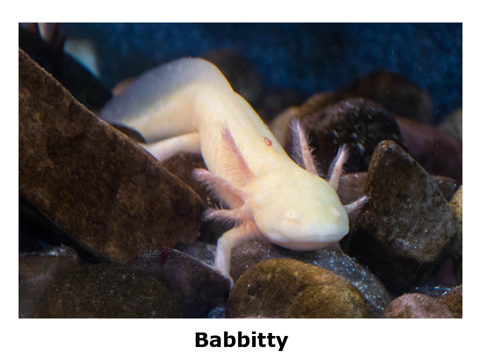 Pacific Science Center Life Sciences: How to Choose an Axolotl