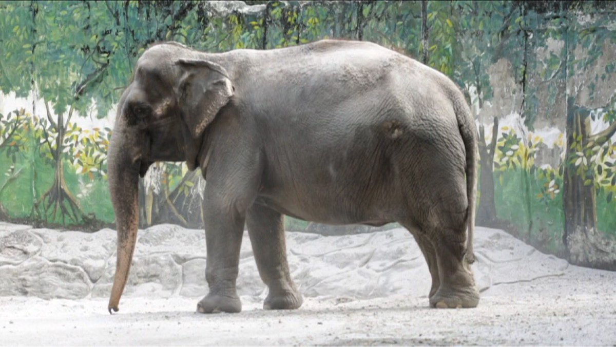 elepante - philippin news collections