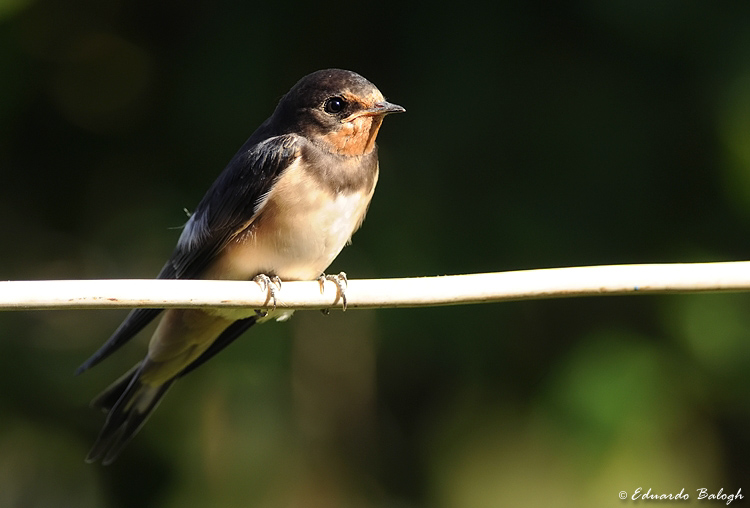 Eduardo Balogh Bird Watcher: FÜSTI FECSKE