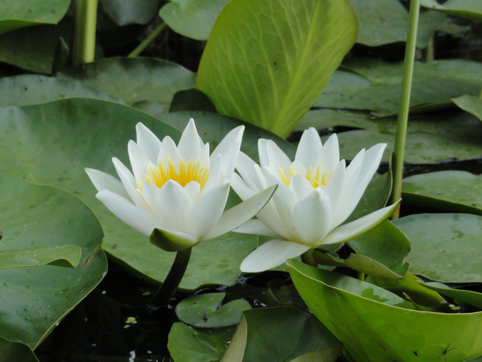 Frumusetile naturii: Nufar alb (Nymphaea alba L)