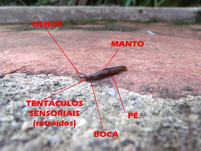 UrbAnimals: BICHO DO MÊS - AGOSTO 2012