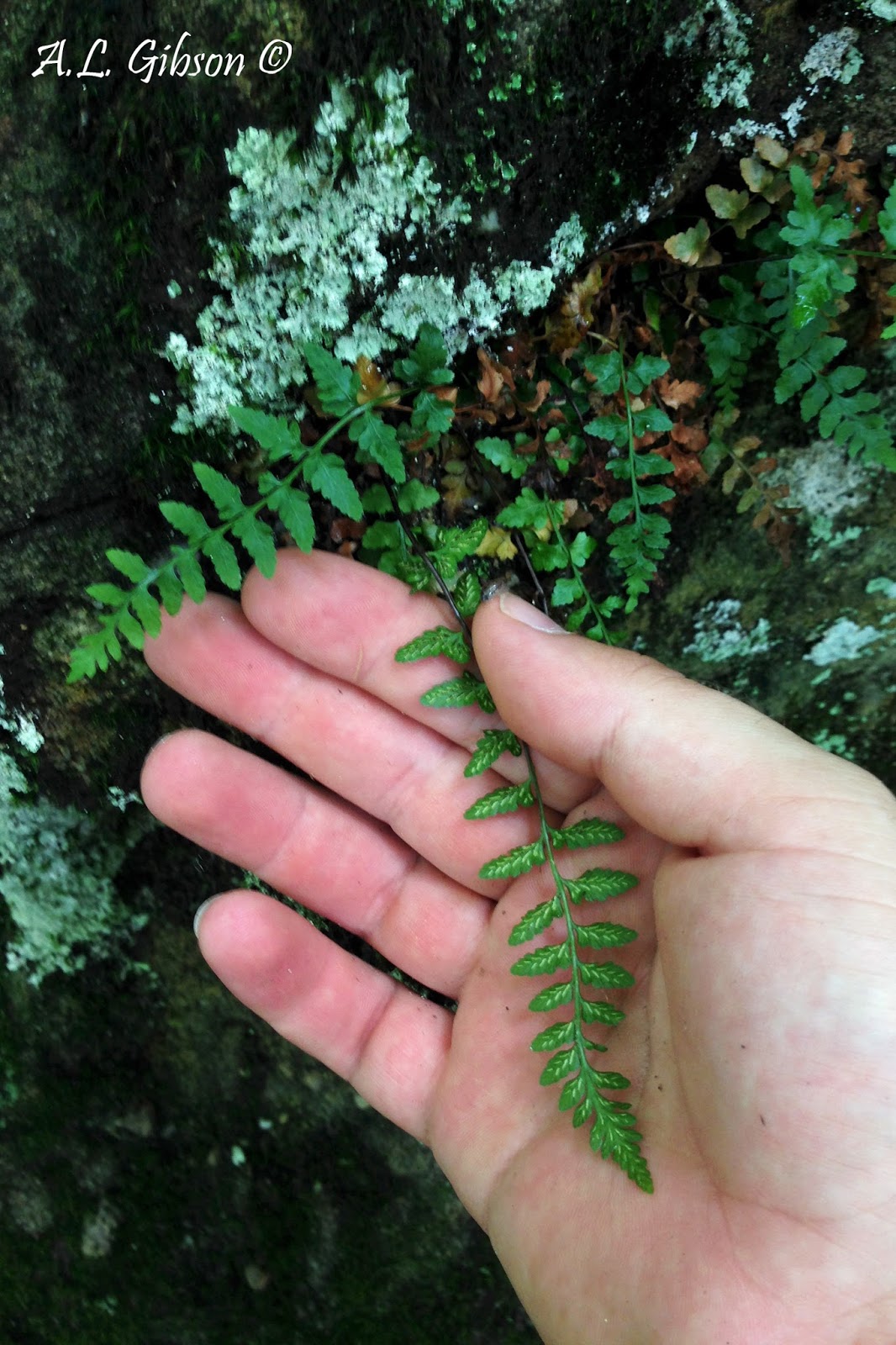 The Buckeye Botanist: The Asplenium Ferns of Ohio