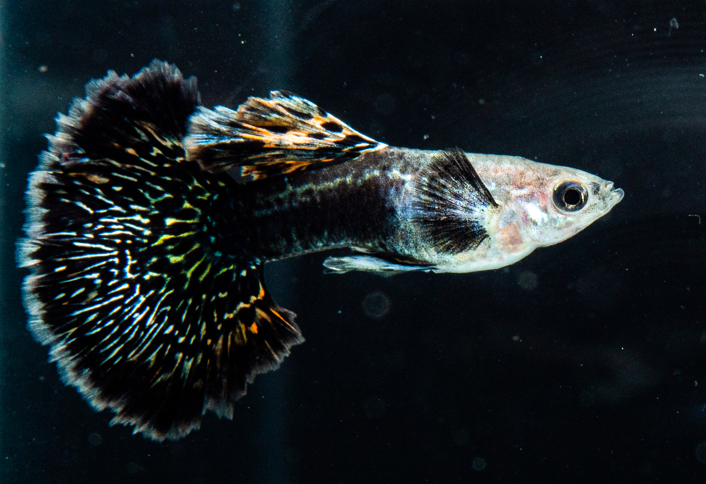 Guppy Show in Vienna Trios and Pairs 2019 - Ralfs-Guppy-Blog