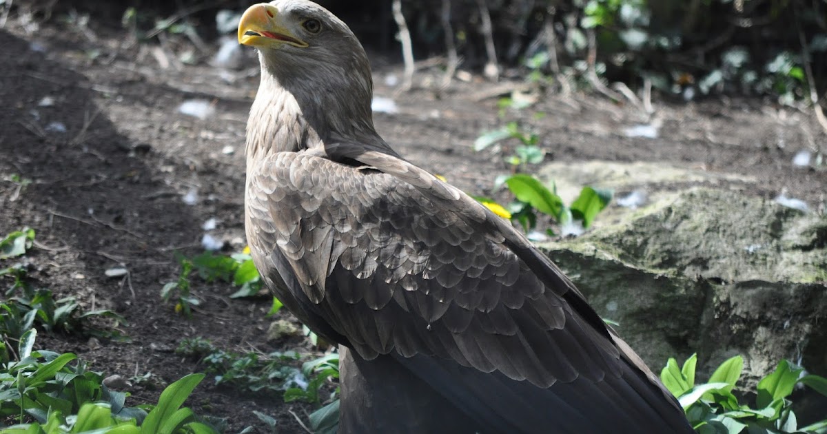 ZOOTOGRAFIANDO (6.057 ANIMALS): PIGARGO EUROPEO / WHITE-TAILED SEA ...
