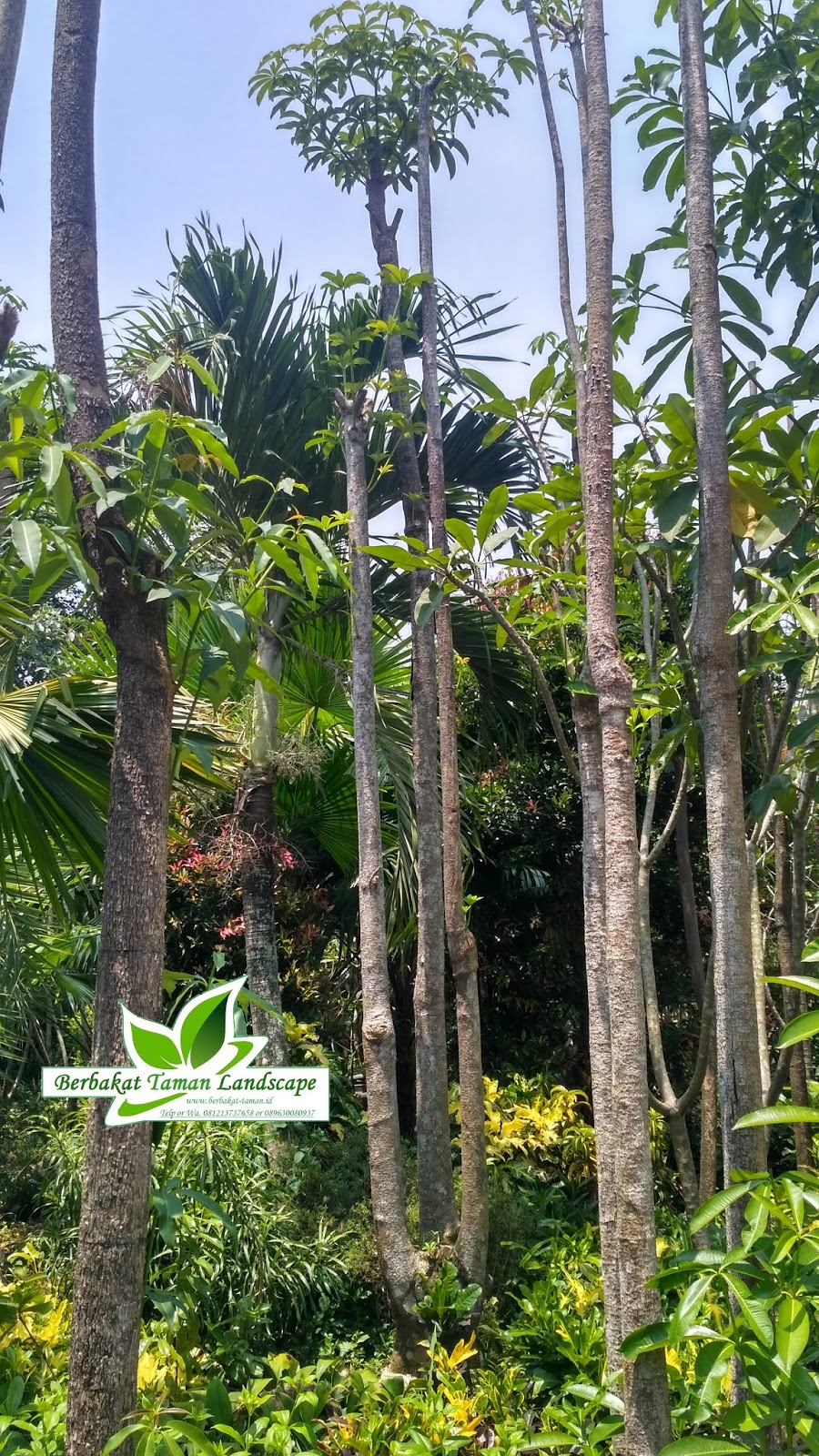 Jual Pohon Pule Murah Atau Pohon Pulai Alstonia Scholaris - Tukang ...