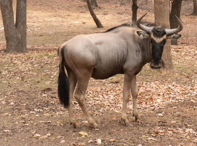Wildebeest | The Biggest Animals Kingdom