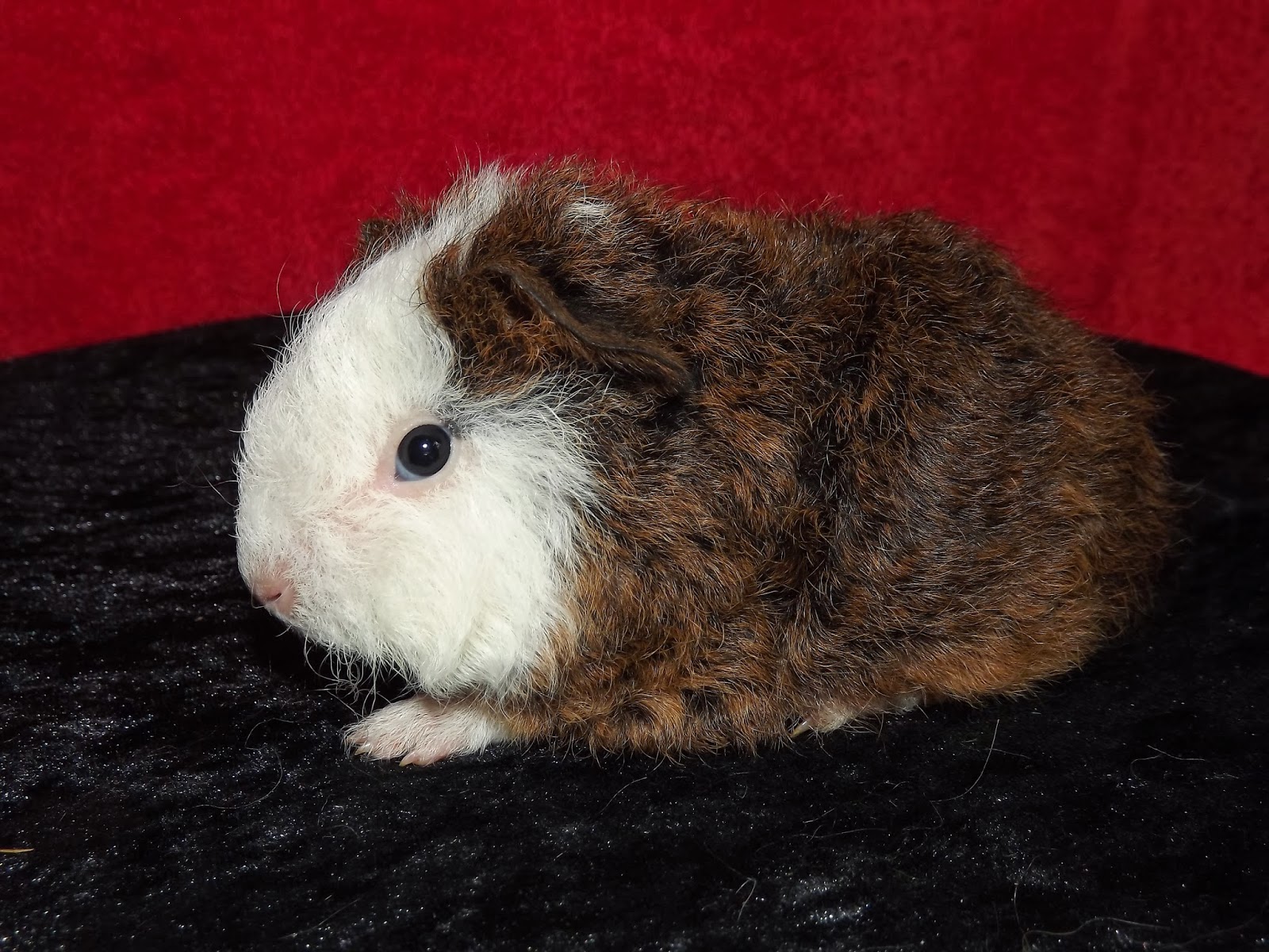 My Cavy Kingdom: Pet, Pedigree, Purebred