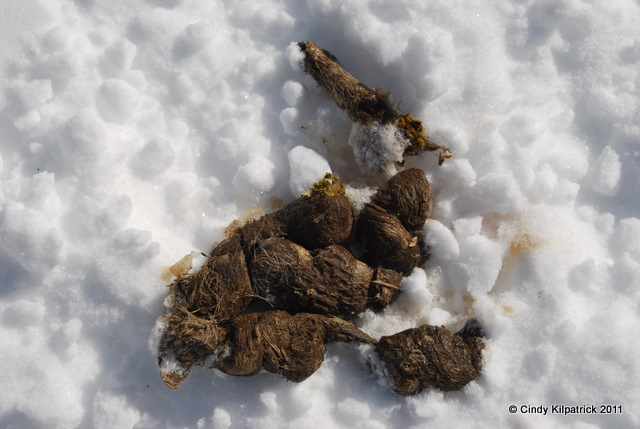 Exotic Animals Register: Guide To The Main Four UK New UK Predator Species