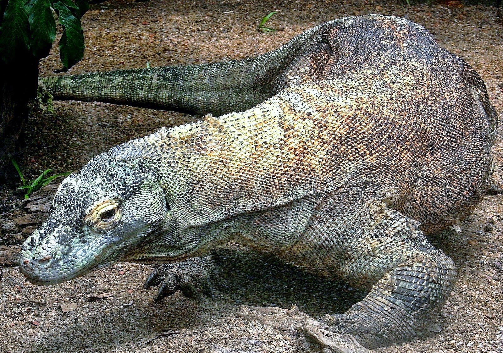 Fieggentrio: Komodo-varaan.