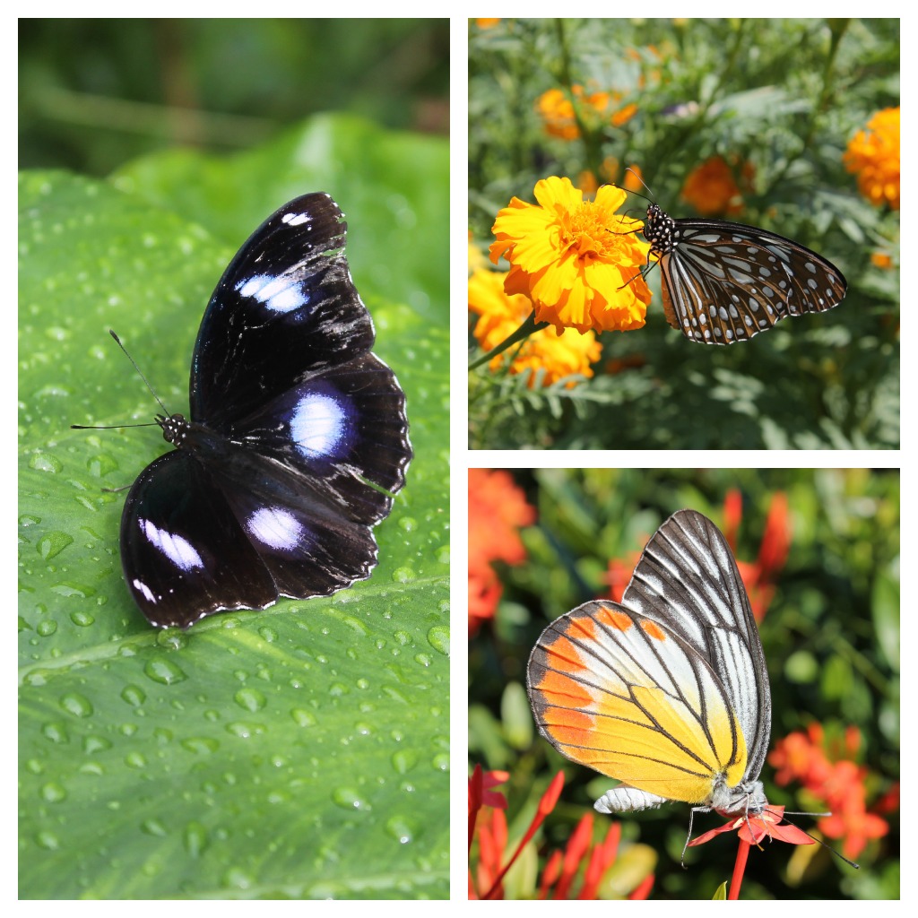 FROCKTASIA: Monkey business, manta ray, moray eels, poolside lizard and ...
