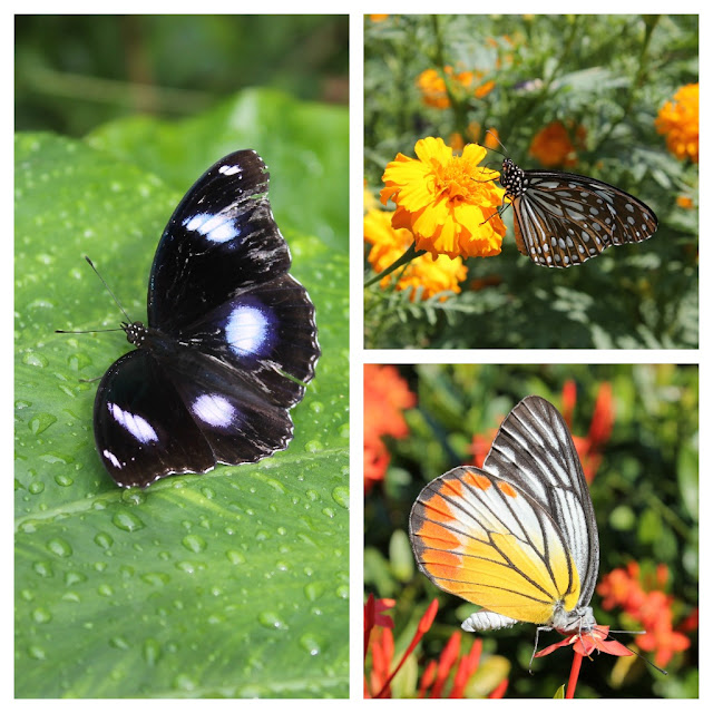 FROCKTASIA: Monkey business, manta ray, moray eels, poolside lizard and ...
